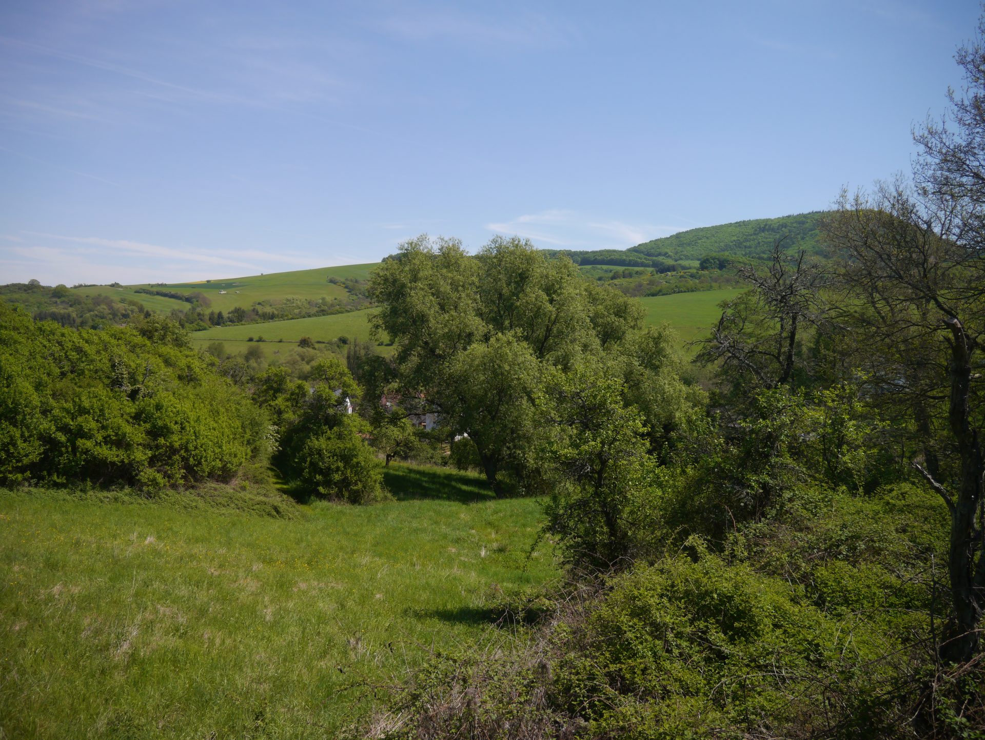 Wiesen und Wald – JURAS Immobilien Mainz